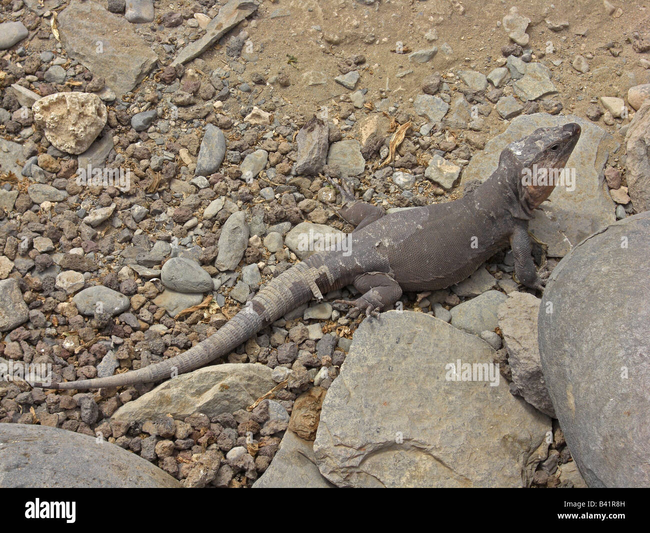 Lizard basking sun hi-res stock photography and images - Alamy