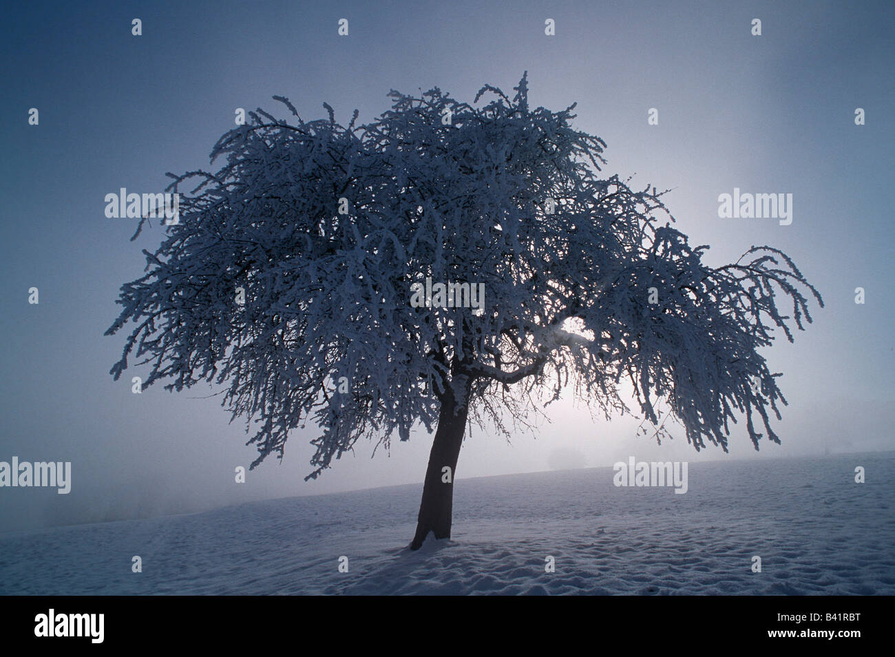 Bare tree with frost in winter Switzerland Stock Photo - Alamy