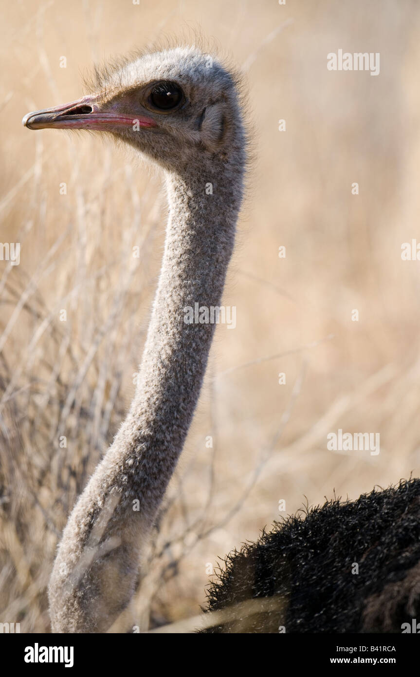 Male ostrich and young hi-res stock photography and images - Alamy