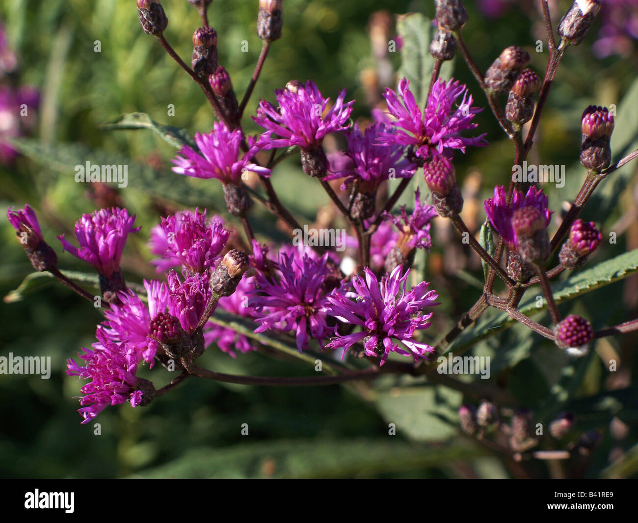 Purple damp hi-res stock photography and images - Alamy
