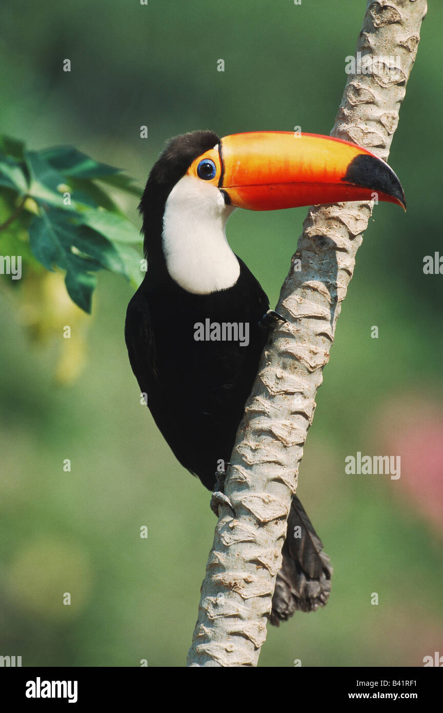 Toco Toucan Ramphastos toco adult in mango tree Pantanal Brazil South ...