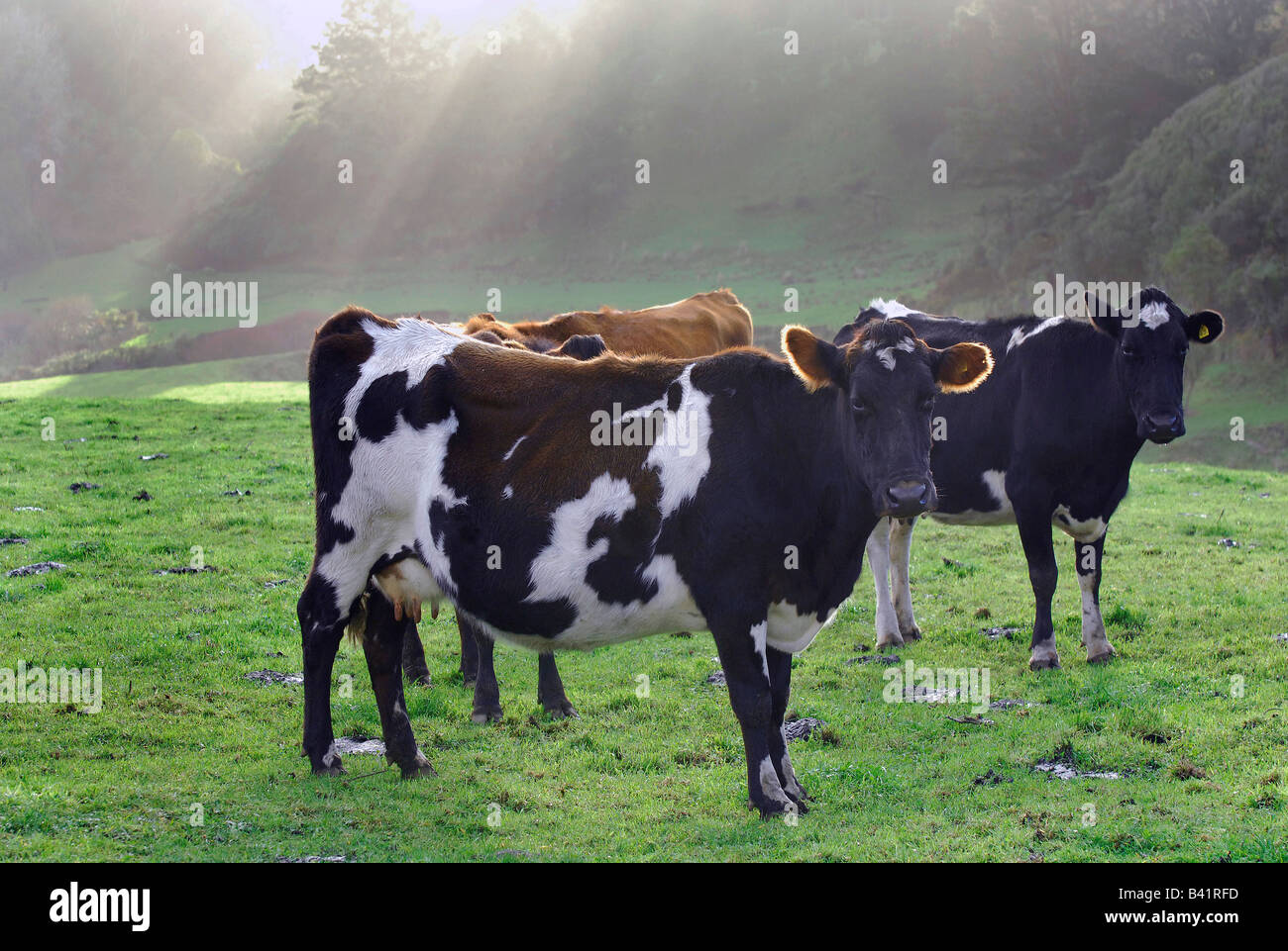 Dairy herd cows in late afternoon pasture, Taranaki, New Zealand Stock ...