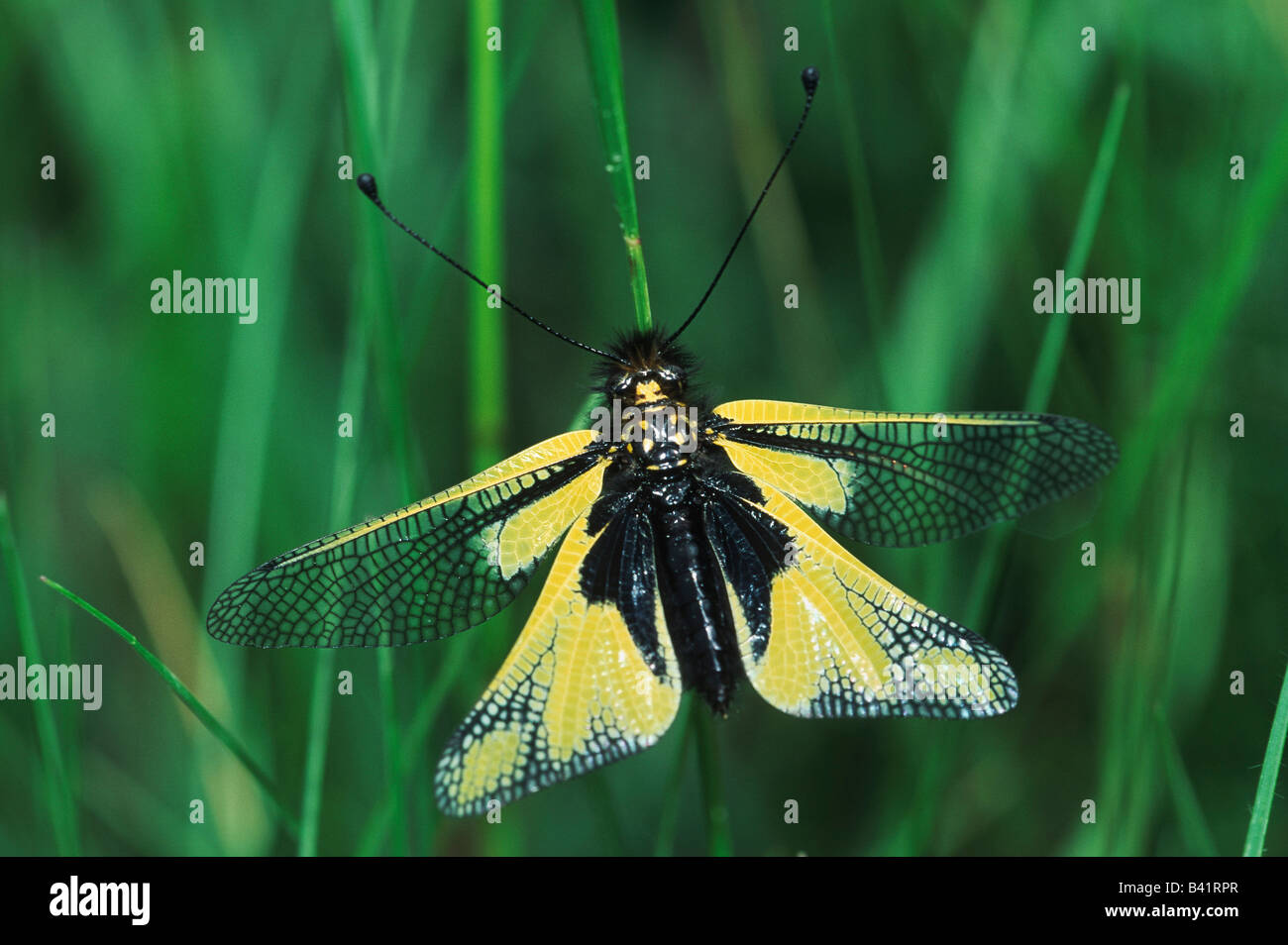 Switzerland insects hi-res stock photography and images - Alamy