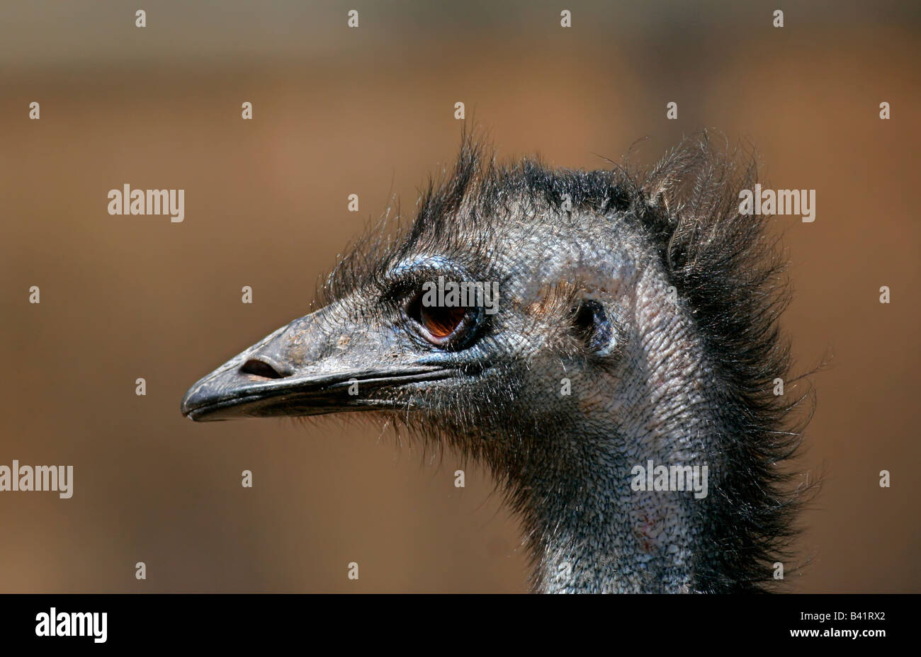 Emu portrait hi-res stock photography and images - Alamy