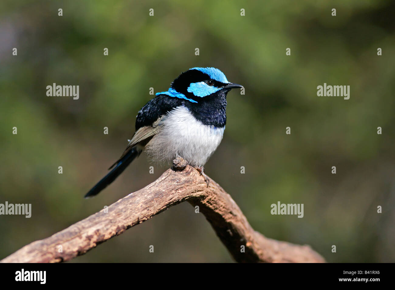 superb fairy wren Malurus cyaneus Stock Photo - Alamy