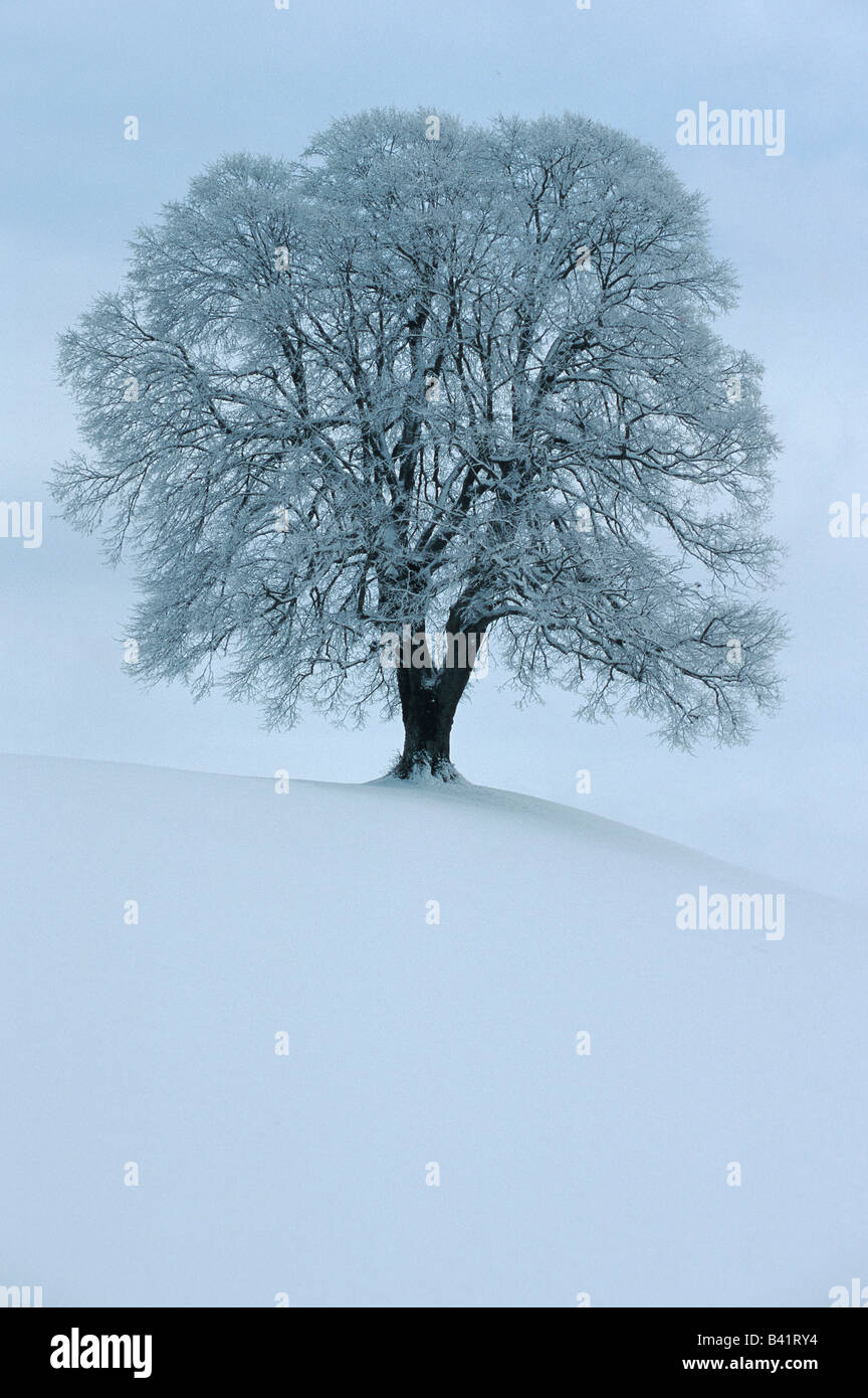 Linden tree Tilia sp bare tree with frost in winter Switzerland Stock ...