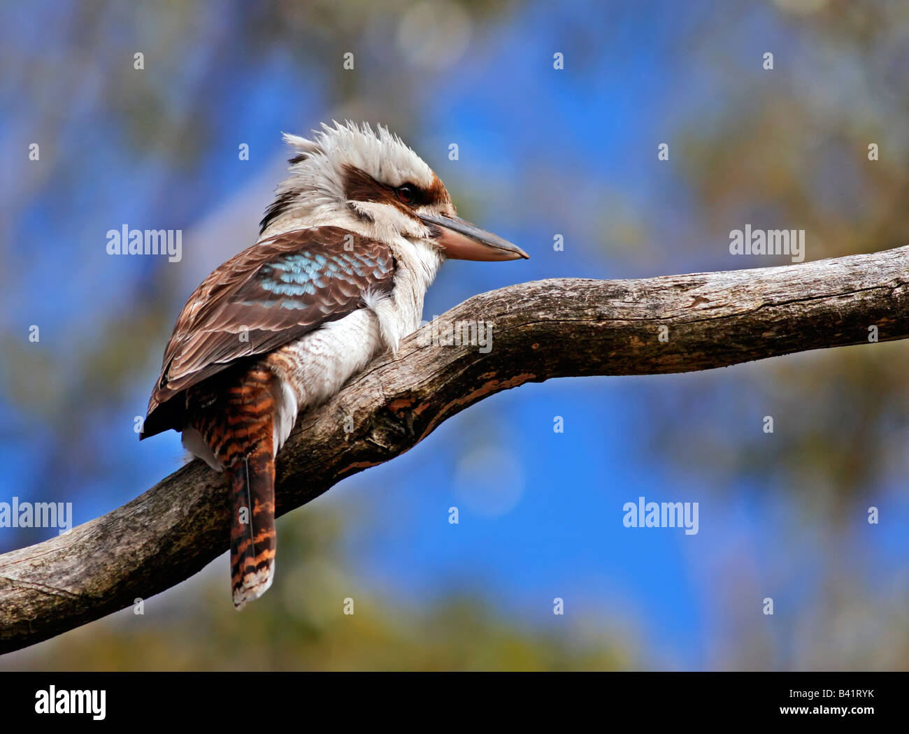 Wildlife red hi-res stock photography and images - Alamy