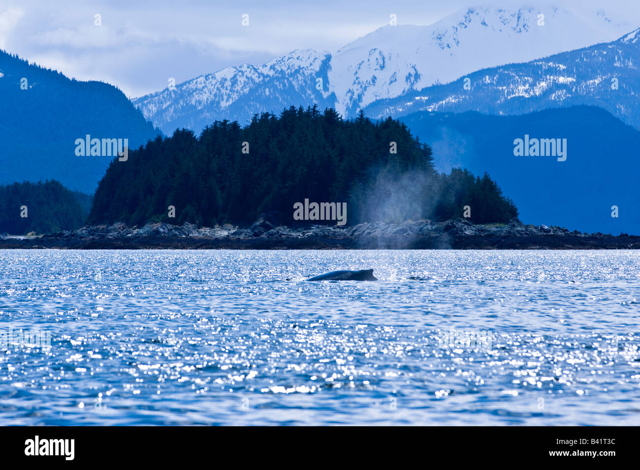Cow whale hi-res stock photography and images - Alamy