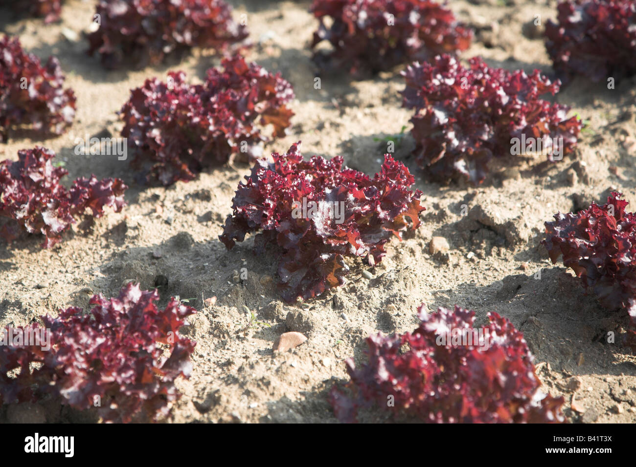 Close up red lettuce plants and soil in field Stock Photo - Alamy