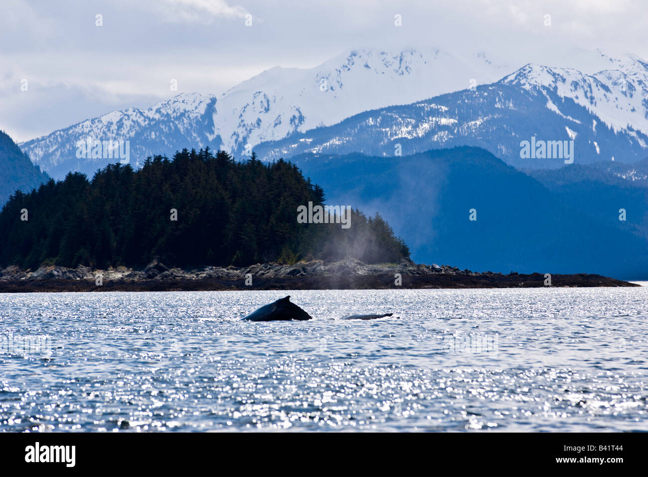Whale cow hi-res stock photography and images - Alamy