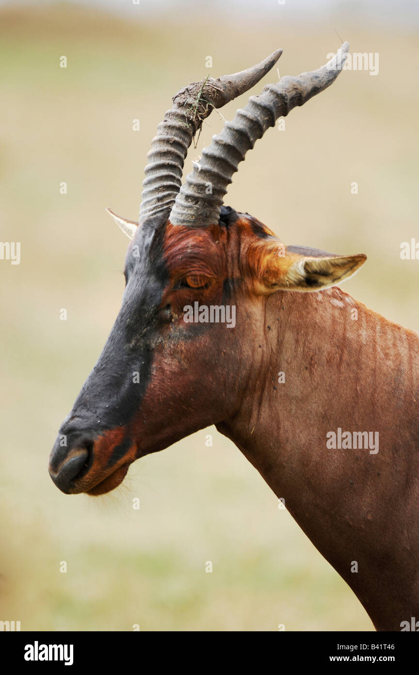 Topi hi-res stock photography and images - Alamy