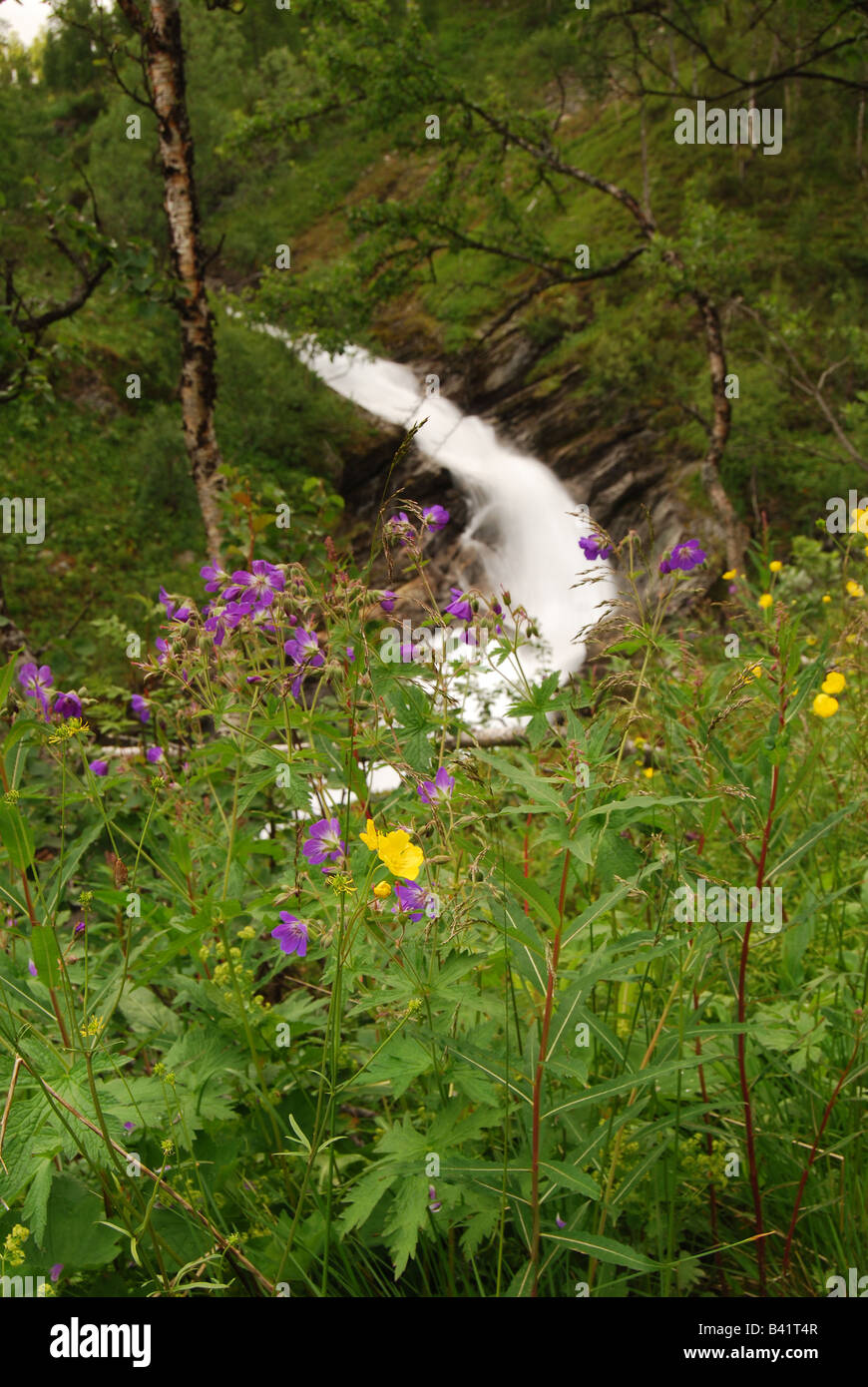 Swedish waterfall and wildflowers, Hemavan, Vasterbottenslan, Swedish ...