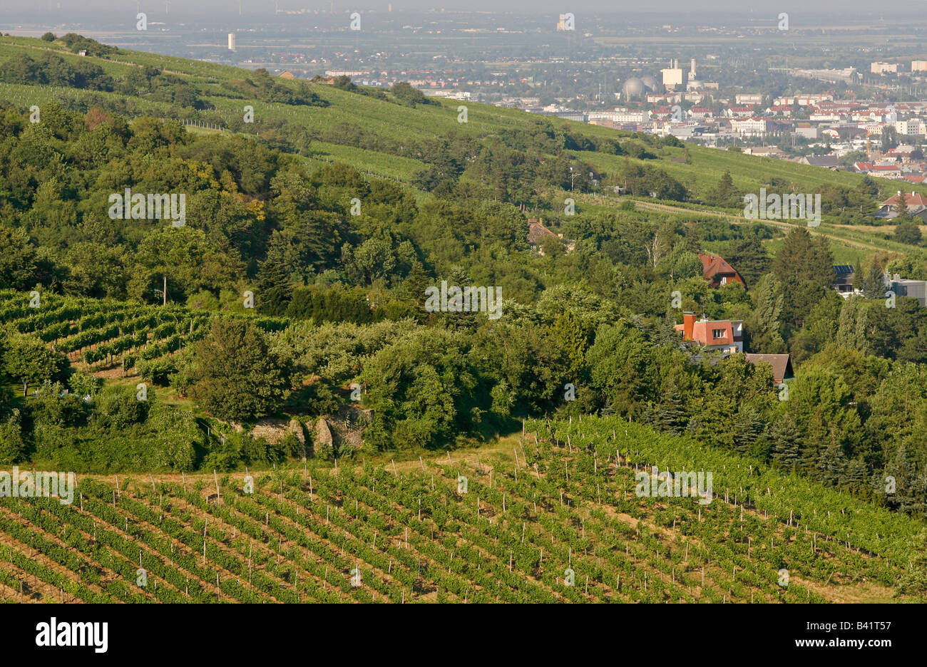 Vineyard in Grinzing overlooking Vienna Austria Stock Photo - Alamy