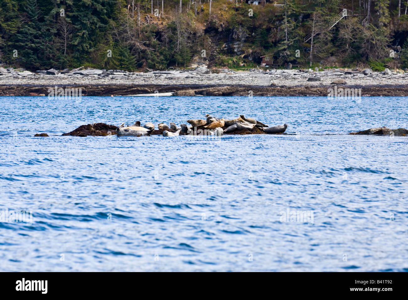 Harbor Seals Hauled Out On Rocks High Resolution Stock Photography and ...