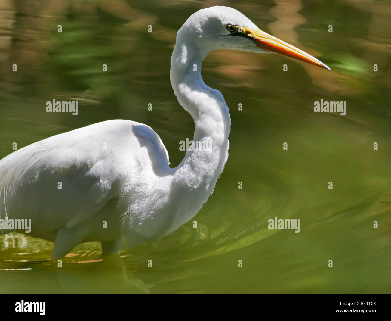 White white egret hi-res stock photography and images - Alamy
