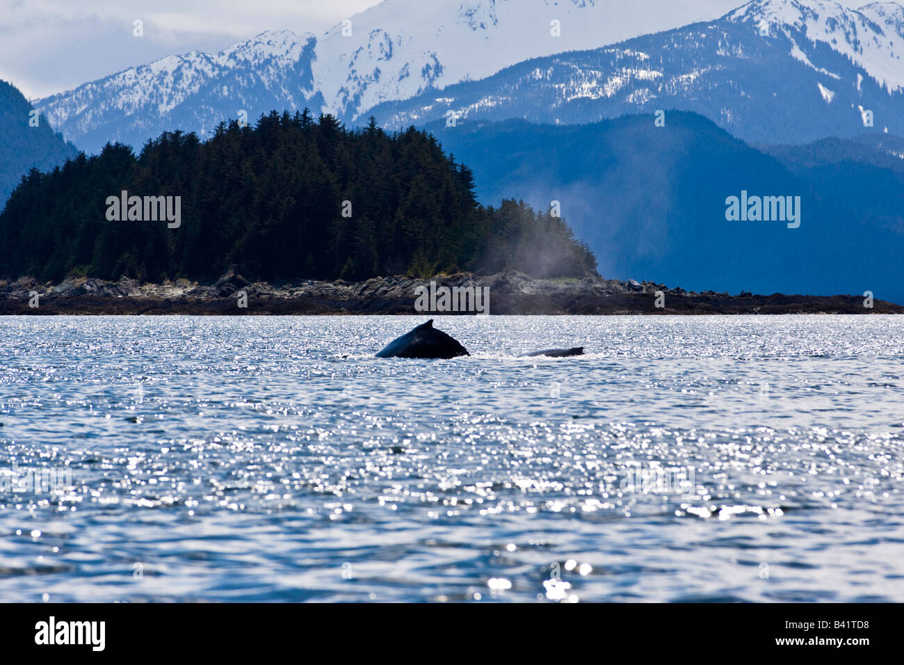 Humpback Whale cow and calf Stock Photo - Alamy