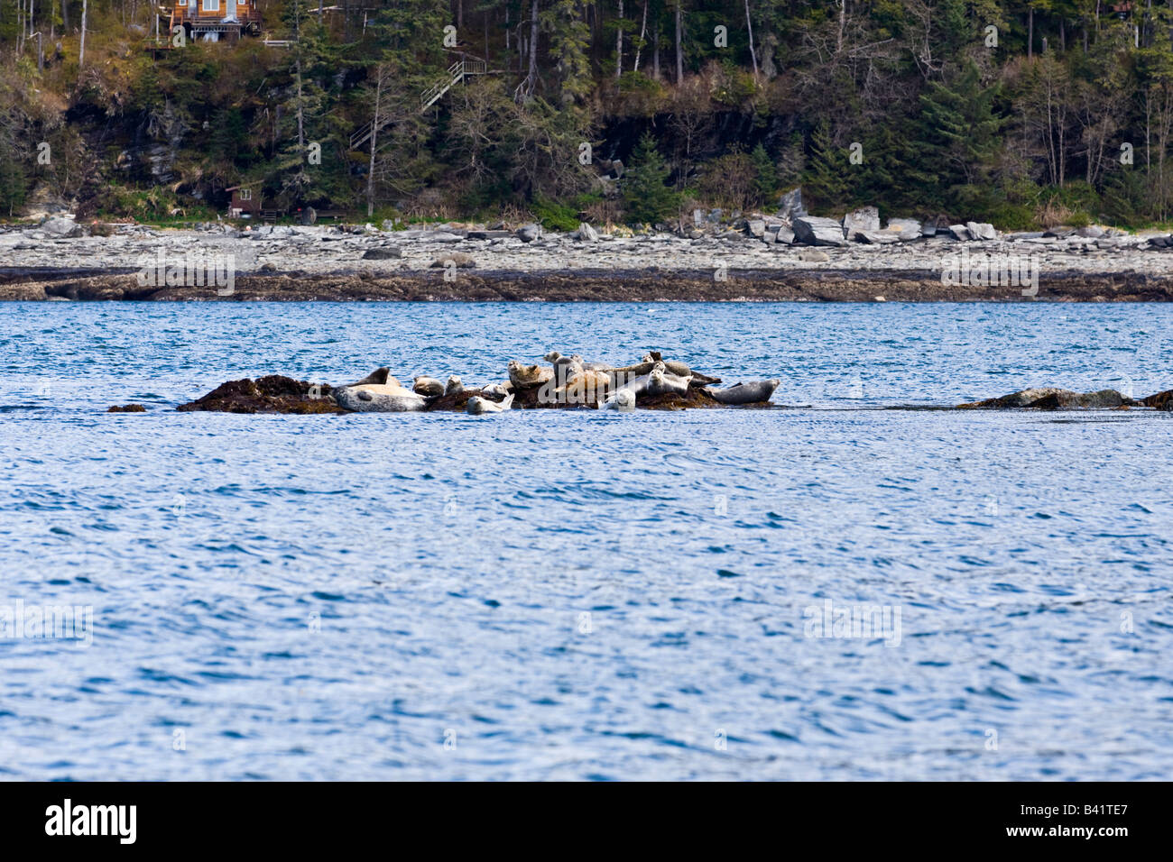 Harbor seals hauled out on rocks hi-res stock photography and images ...
