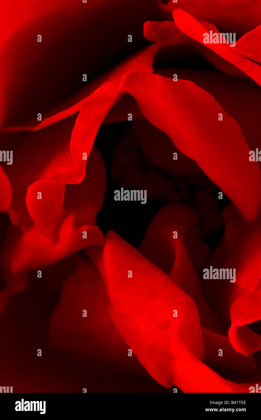 Rosa Alec's Red is a hybrid tea rose with mid-greeleaves and high ...
