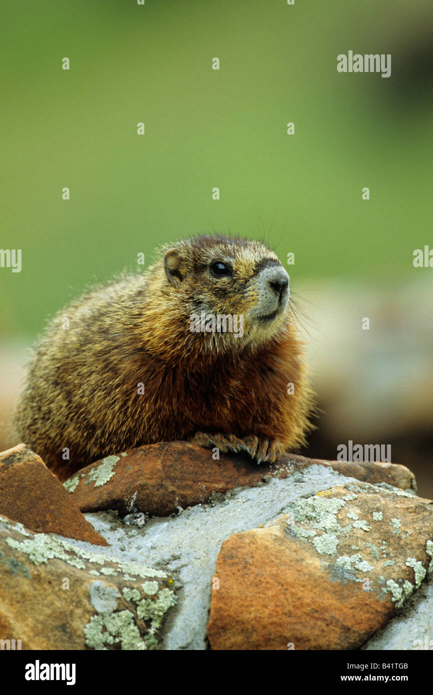Yellow Bellied Marmot Marmota flaviventris lying on a rock to warm up ...