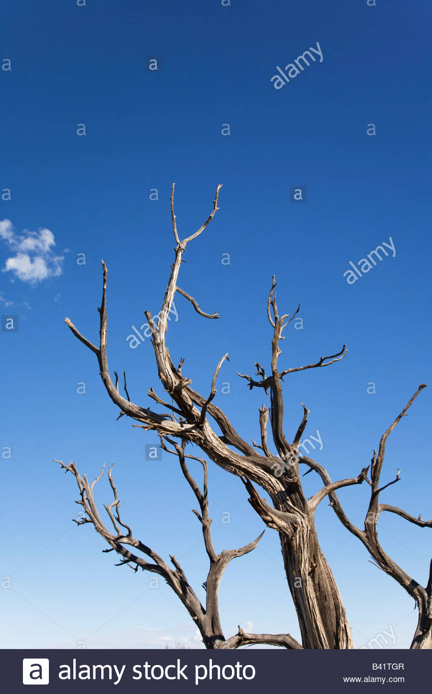 Dead Juniper Tree Stock Photos & Dead Juniper Tree Stock Images - Alamy