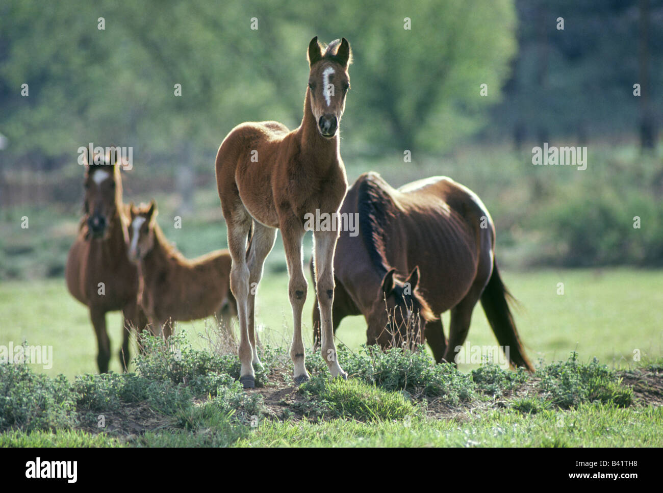 A quarter horse colt and his family on a ranch north of Sisters Oregon ...