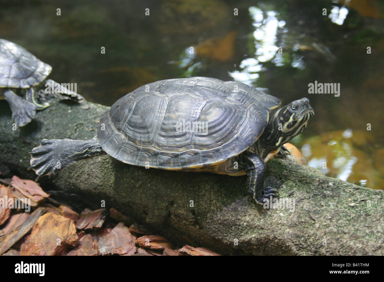 River zoo hi-res stock photography and images - Alamy