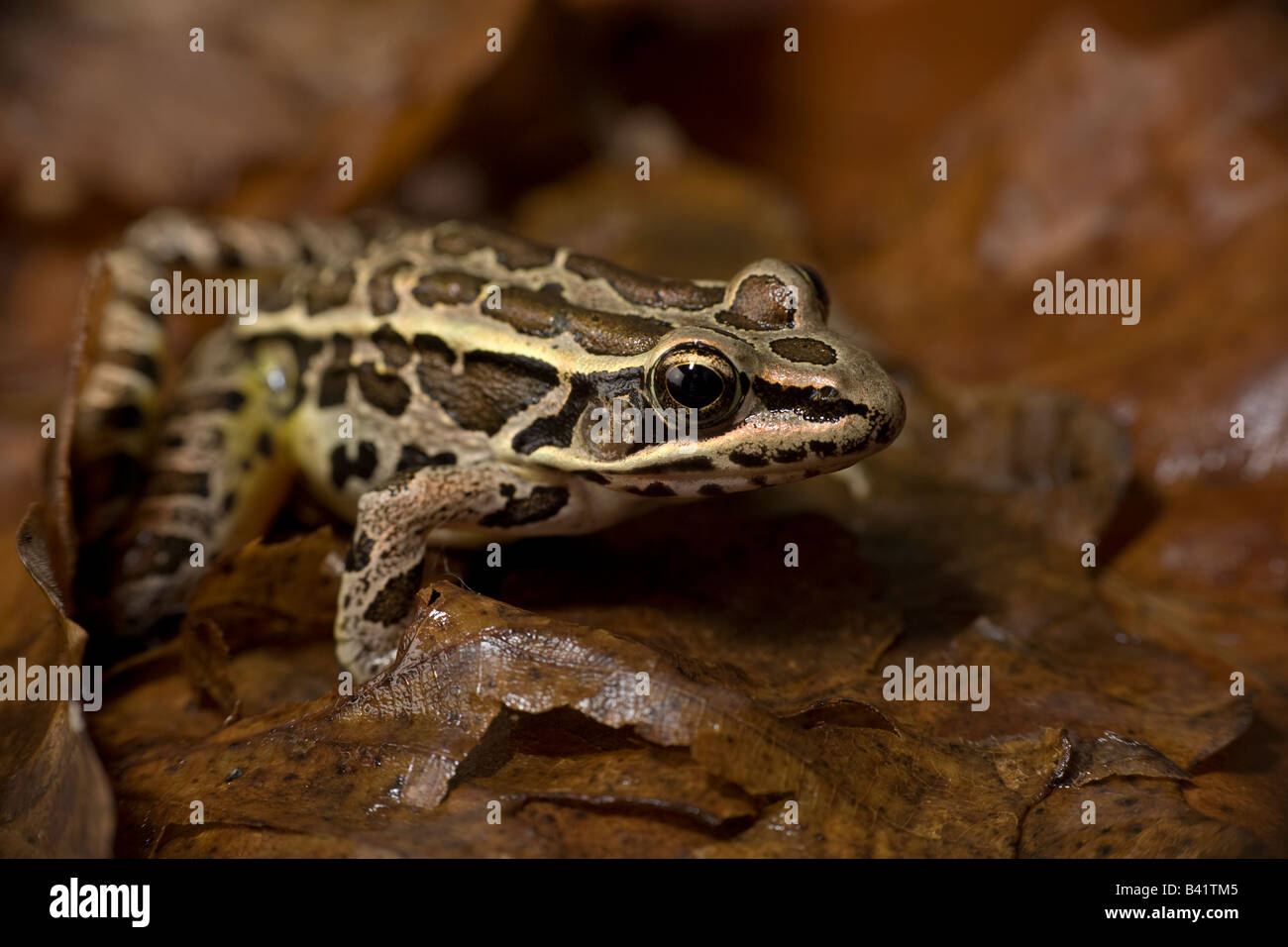 Frog camouflage amphibian hi-res stock photography and images - Alamy