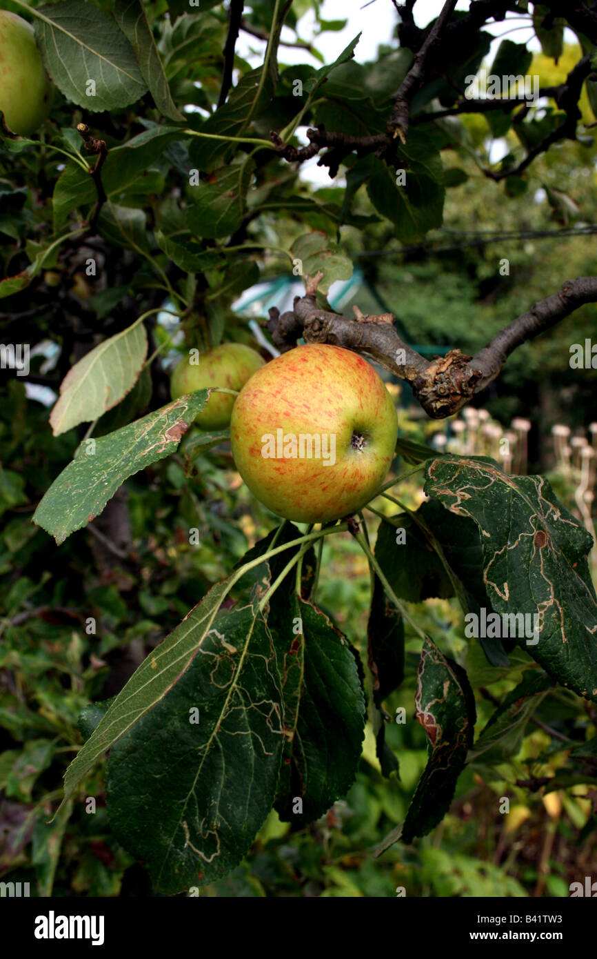 Coxs orange pippin apple tree hi-res stock photography and images - Alamy