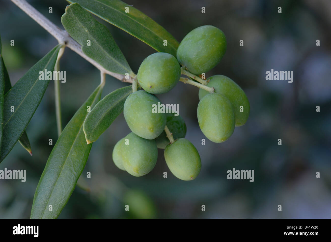 Olive Tree (Olea europaea) twig with unripe fruit Stock Photo - Alamy