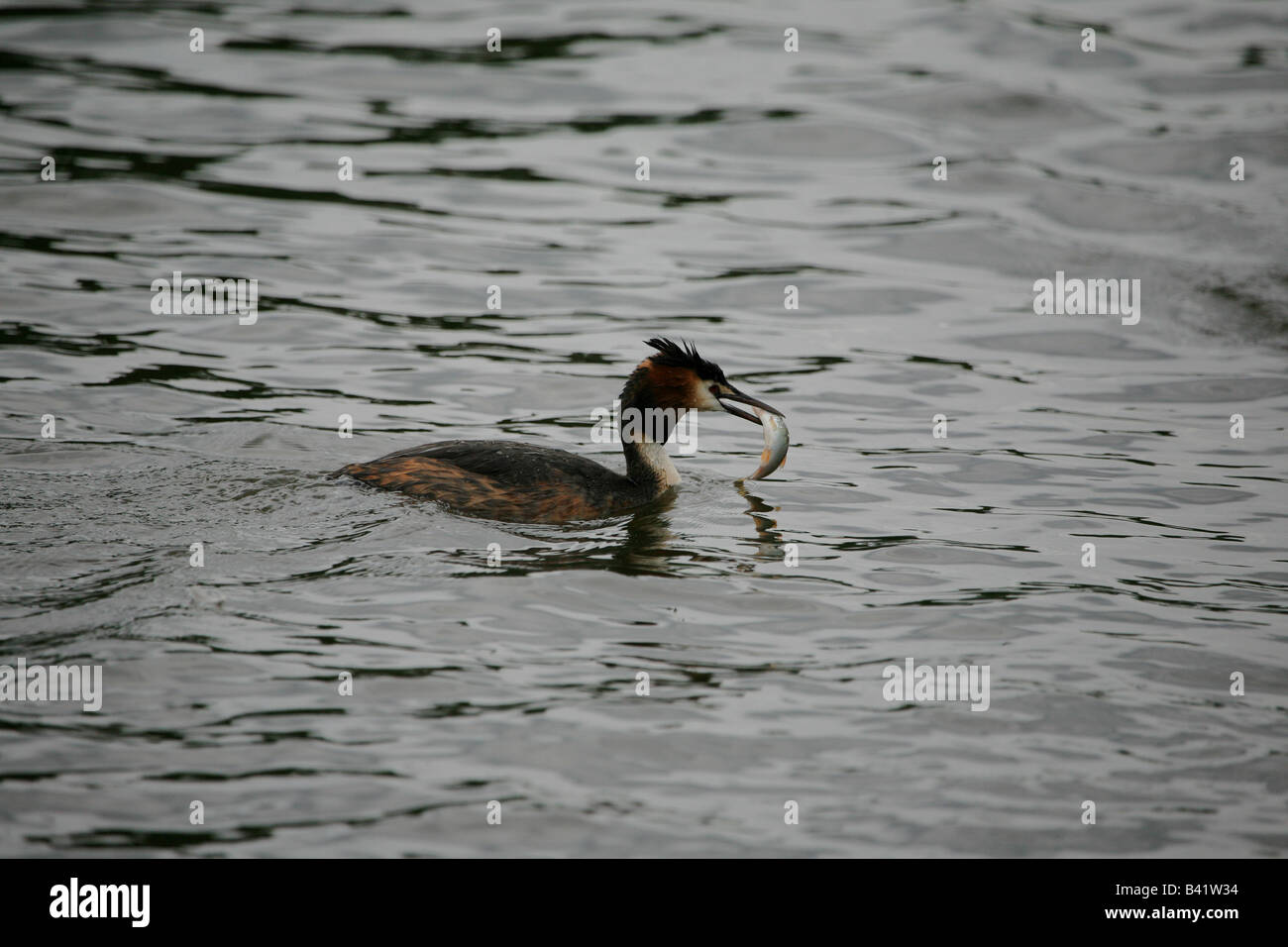 Great Crested Grebe feeding fish to chick Stock Photo - Alamy