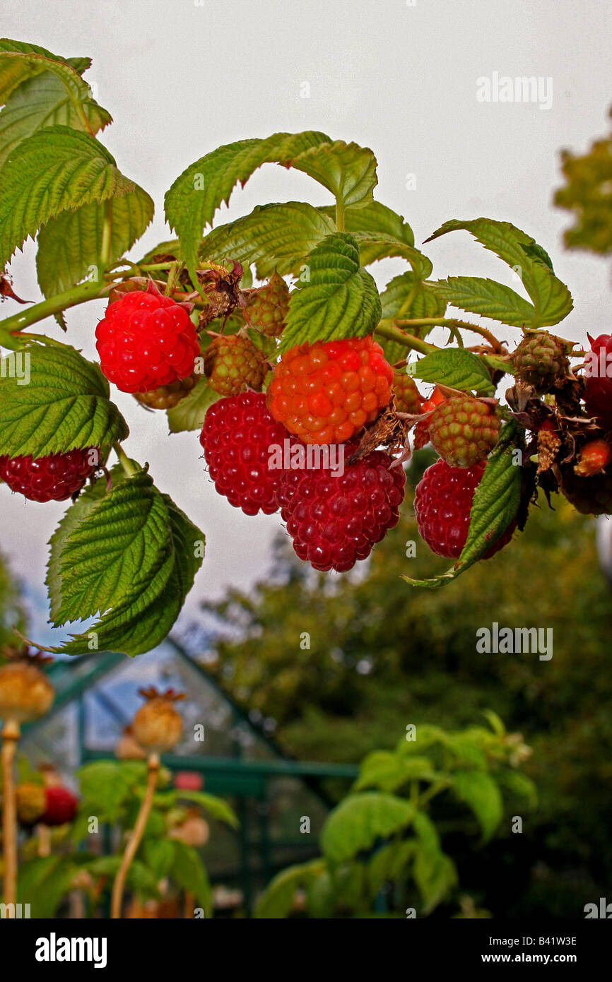 Raspberry canes hi-res stock photography and images - Alamy