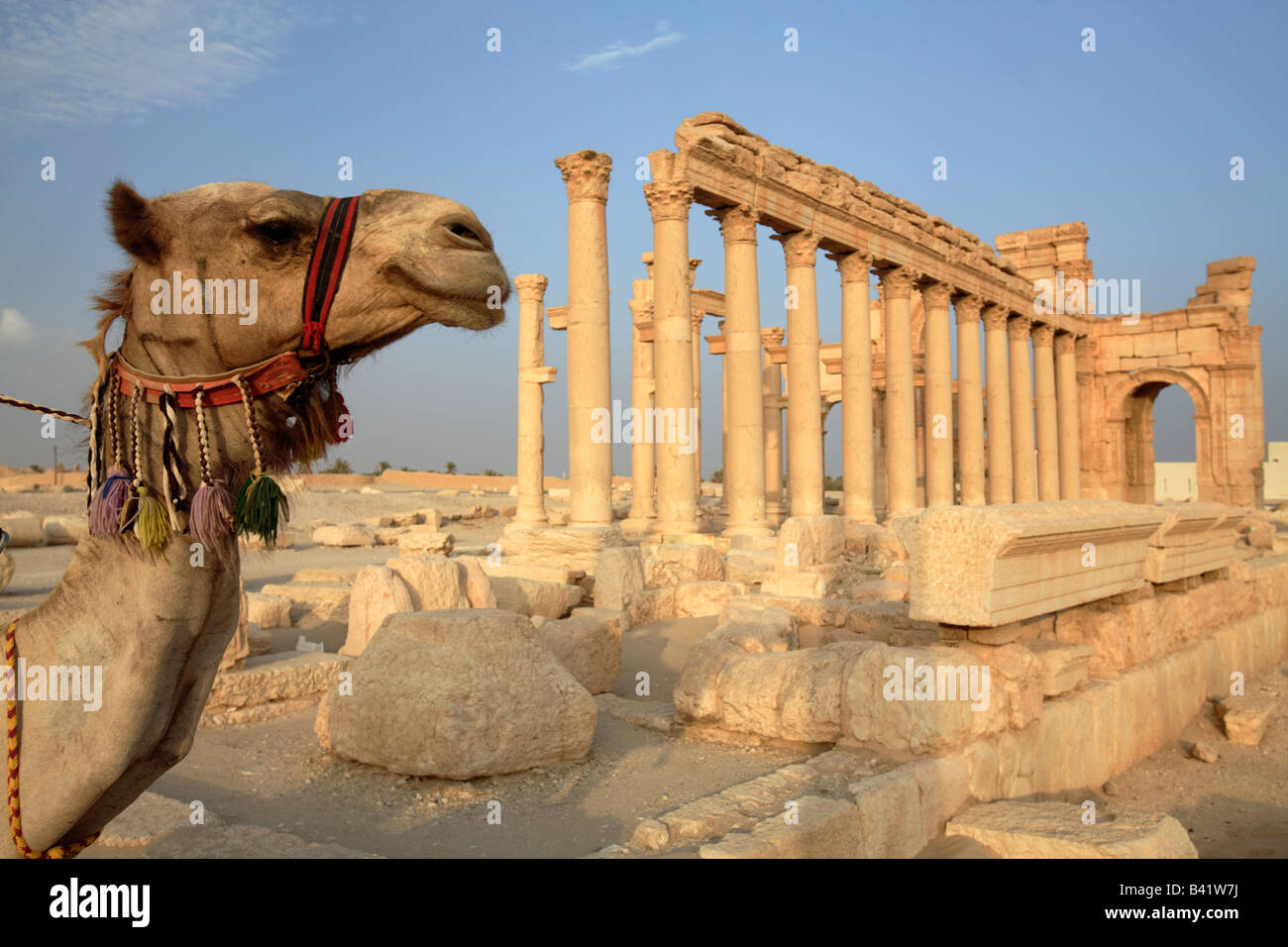 Camel at the ruins of Palmyra, Syria Stock Photo - Alamy