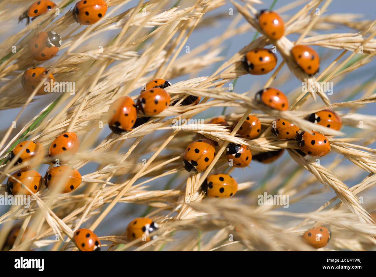 Ladybird on straw hi-res stock photography and images - Alamy