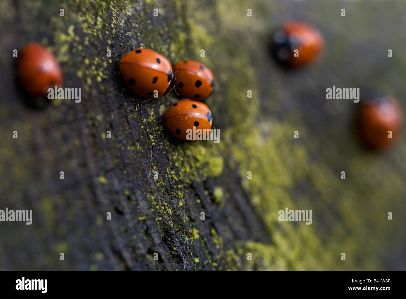 Lady bug log hi-res stock photography and images - Alamy