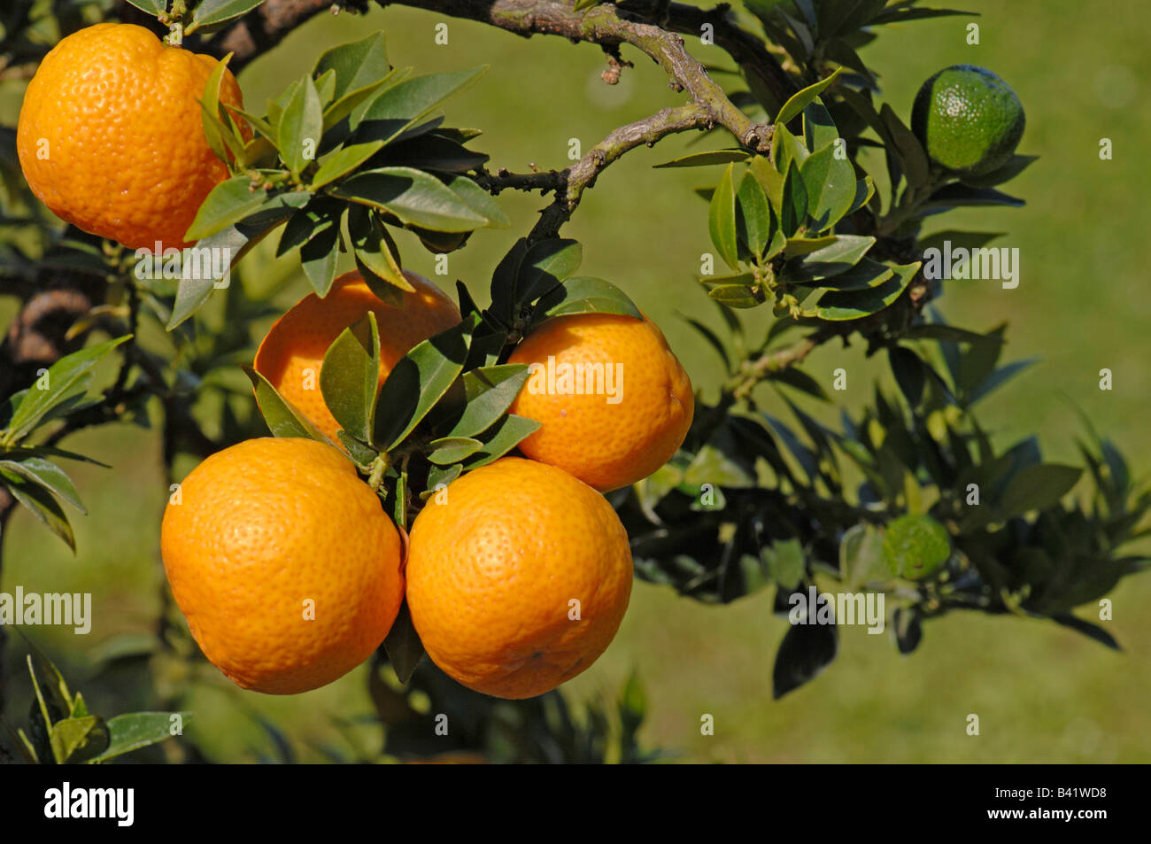 Chinotto, Myrtle leaved orange tree (Citrus myrtifolia) twig with ripe ...