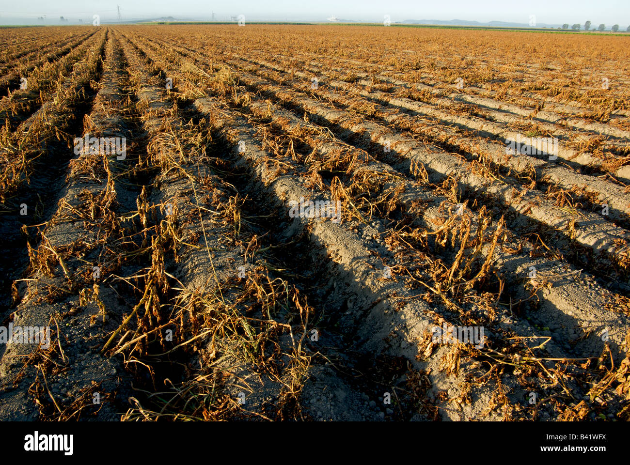 Rows of top killed potato plants awaiting harvesting Stock Photo - Alamy