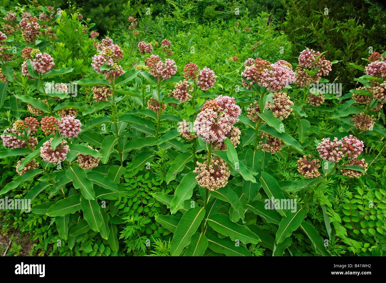 Milkweed blooming hi-res stock photography and images - Alamy