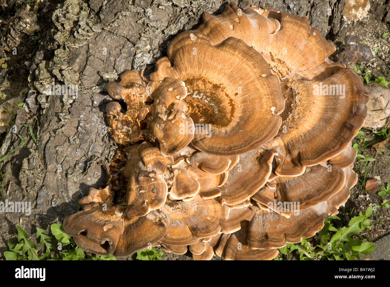 Turkey tail fungi Trametes versicolor on atree trunk Stock Photo - Alamy