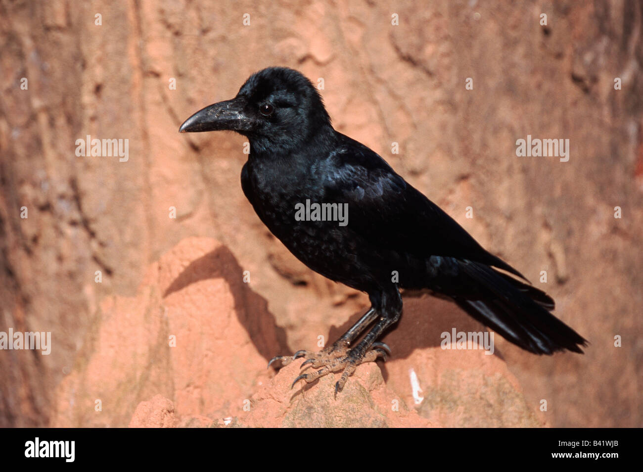 Jungle Crow Corvus macrorhynchos adult Ranthambore National Park India ...