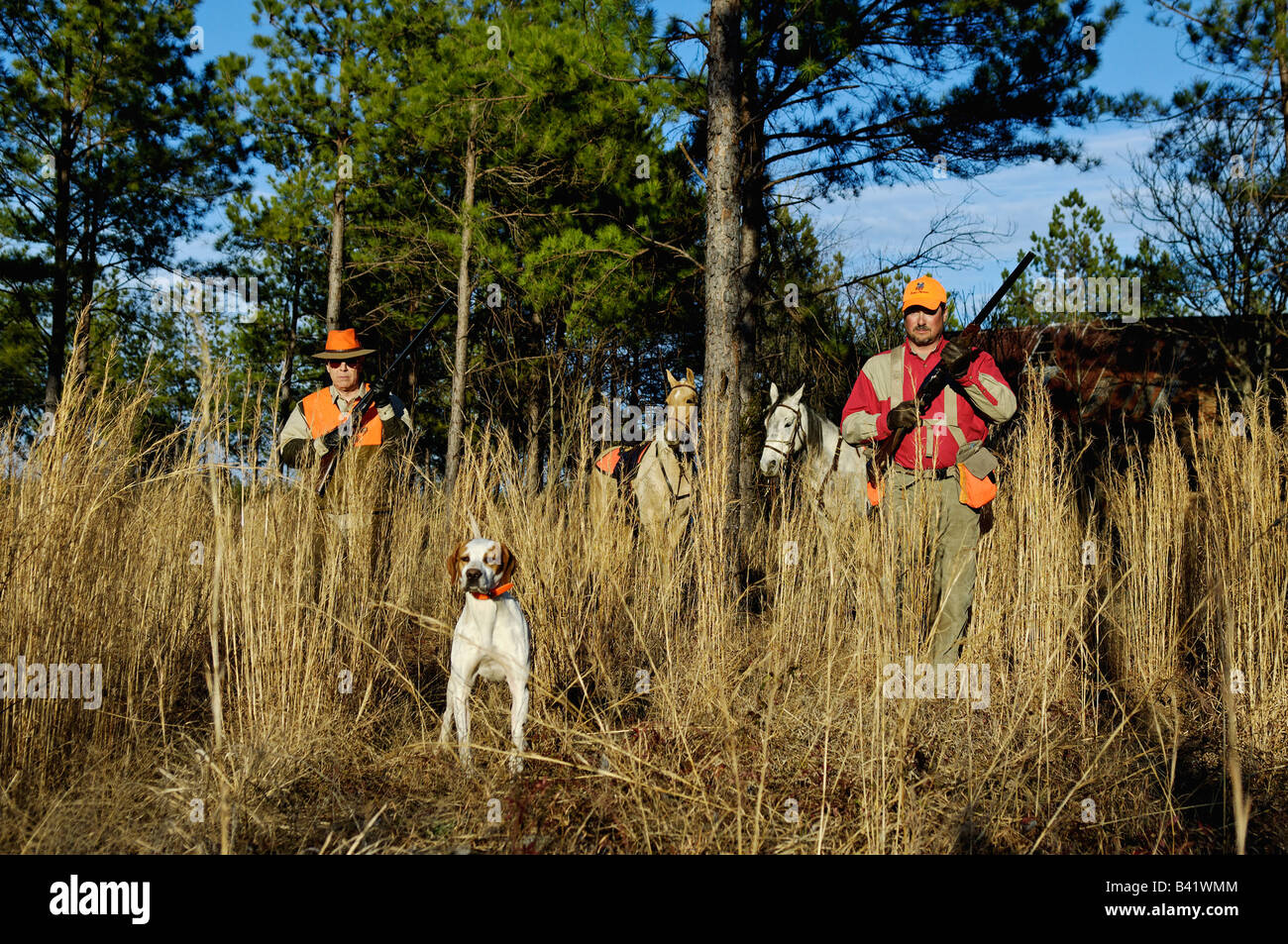 Quail Hunters Approaching English Pointer on Point in the Piney Woods ...