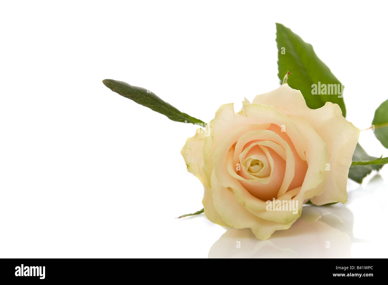 Romantic fragile soft rose hi-res stock photography and images - Alamy