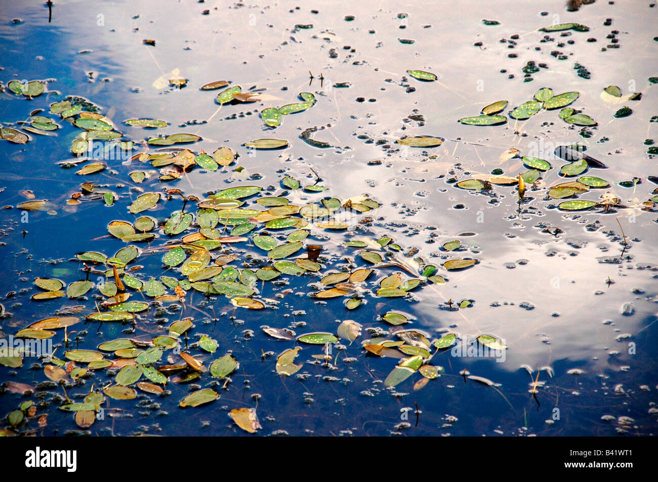 fallen leaves lie floating on water which reflects a cloudy sky Stock ...