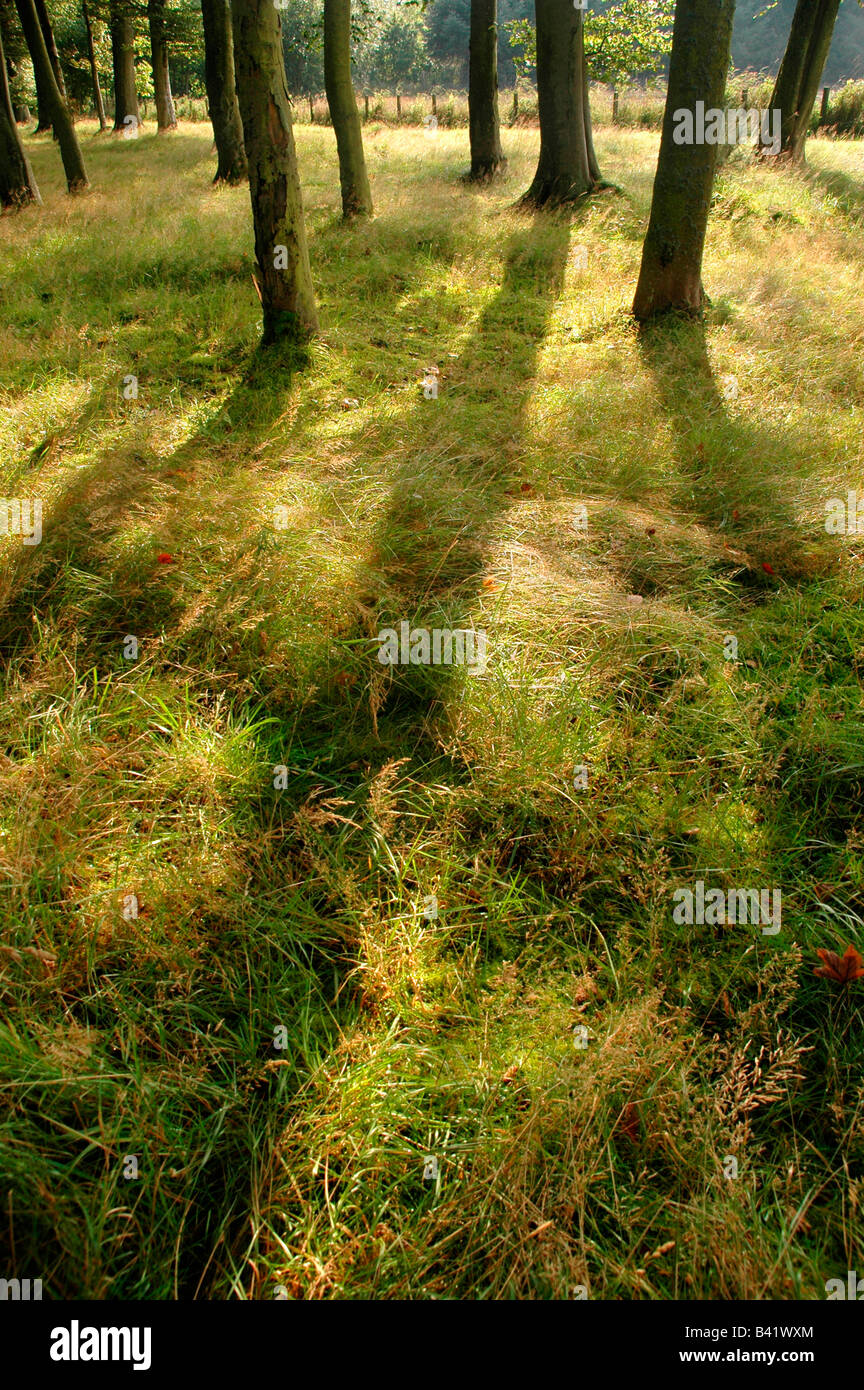 Sunlight and long shadows of trees - early autumn Stock Photo - Alamy