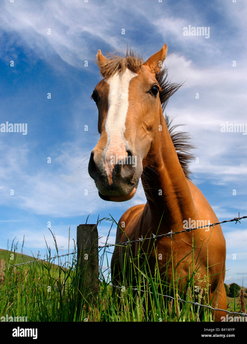 Head fence hi-res stock photography and images - Alamy