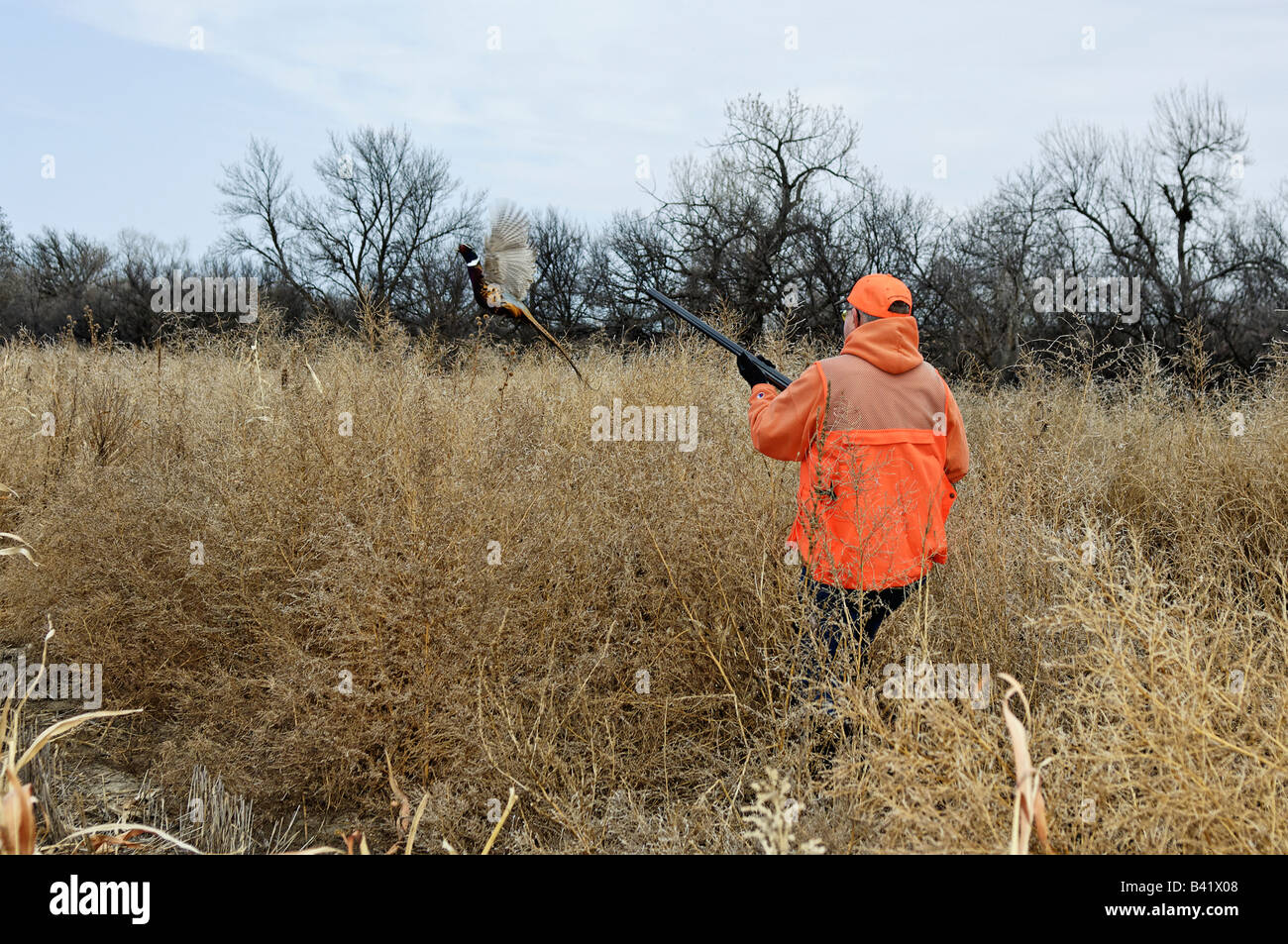 Upland Hunter and Flushing Pheasant Kansas Stock Photo - Alamy