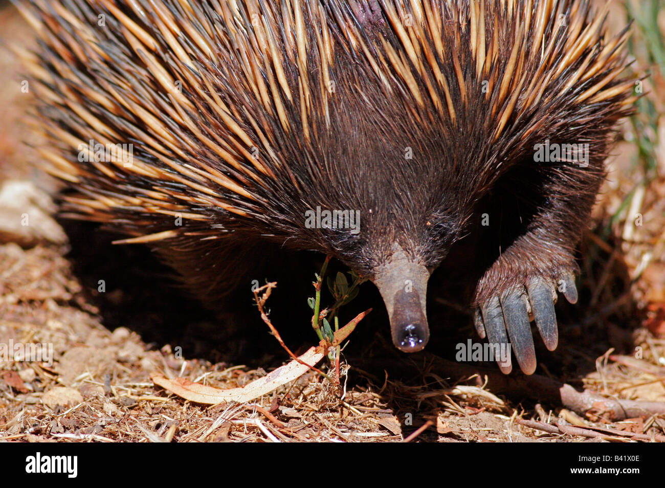 Echidna hi-res stock photography and images - Alamy