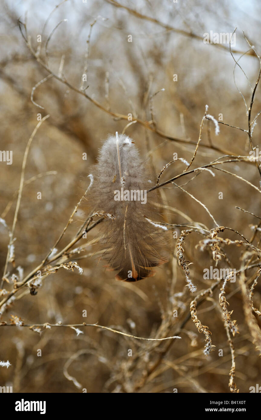 Ringneck Pheasant Feather Caught in Dried Bramble in Field Kansas Stock ...