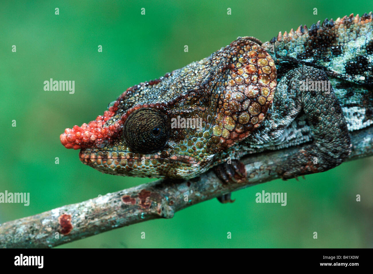 Short horned chameleon calumma brevicornis hi-res stock photography and ...