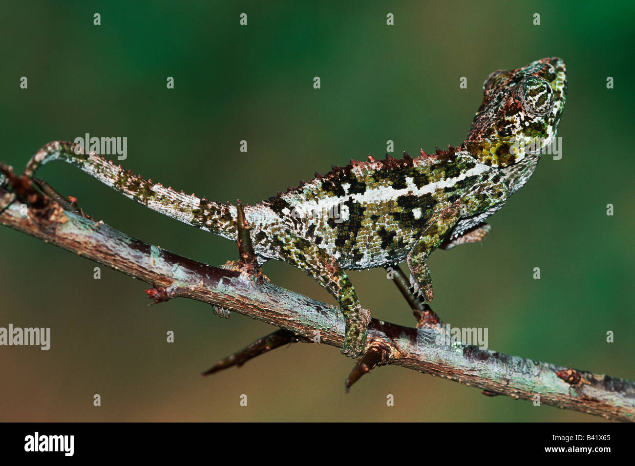 Warty Chameleon Furcifer verrucosus Madagascar Africa Stock Photo - Alamy