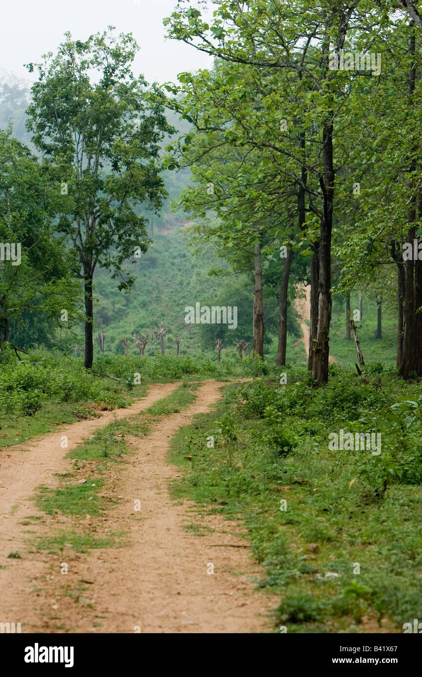 Forest road India Stock Photo - Alamy